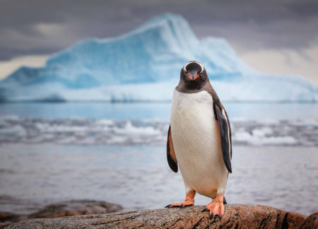 An interview with polar photographer, David Merron » Wayfinders