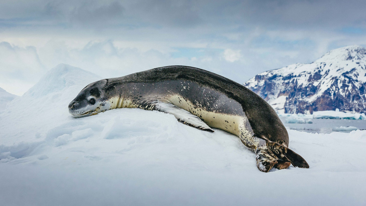 An interview with polar photographer, David Merron » Wayfinders